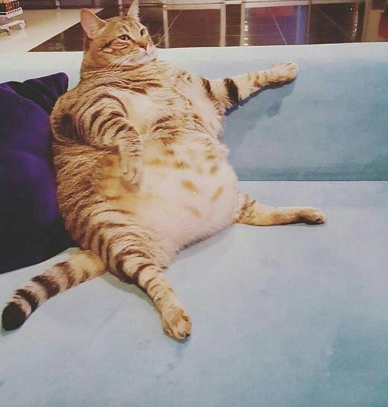 Really Fat Cats